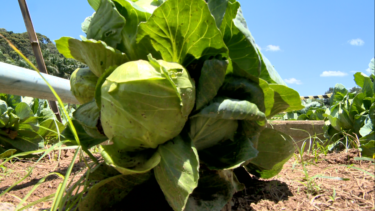 Produção de mini repolho é destaque no Jornal do Campo deste domingo