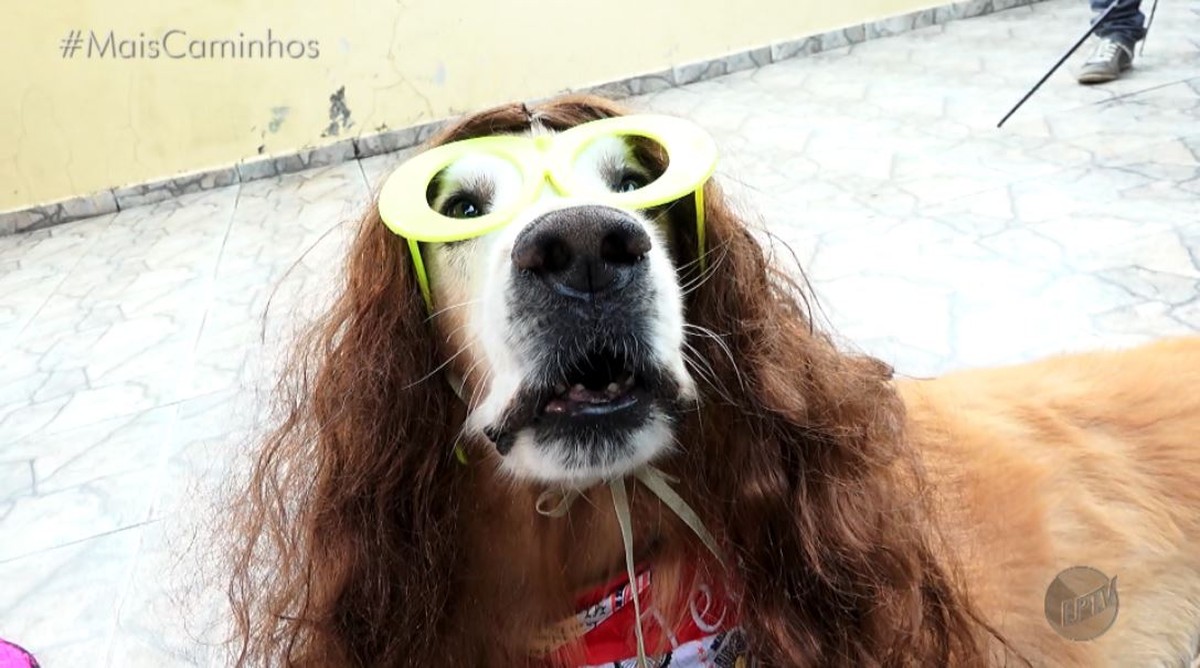 Cachorro faz sucesso com perfil próprio nas redes sociais | Rede globo