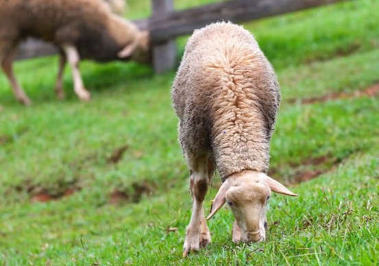 Lacaune: a raça de ovelhas que impulsiona a produção de leite ovino no ...