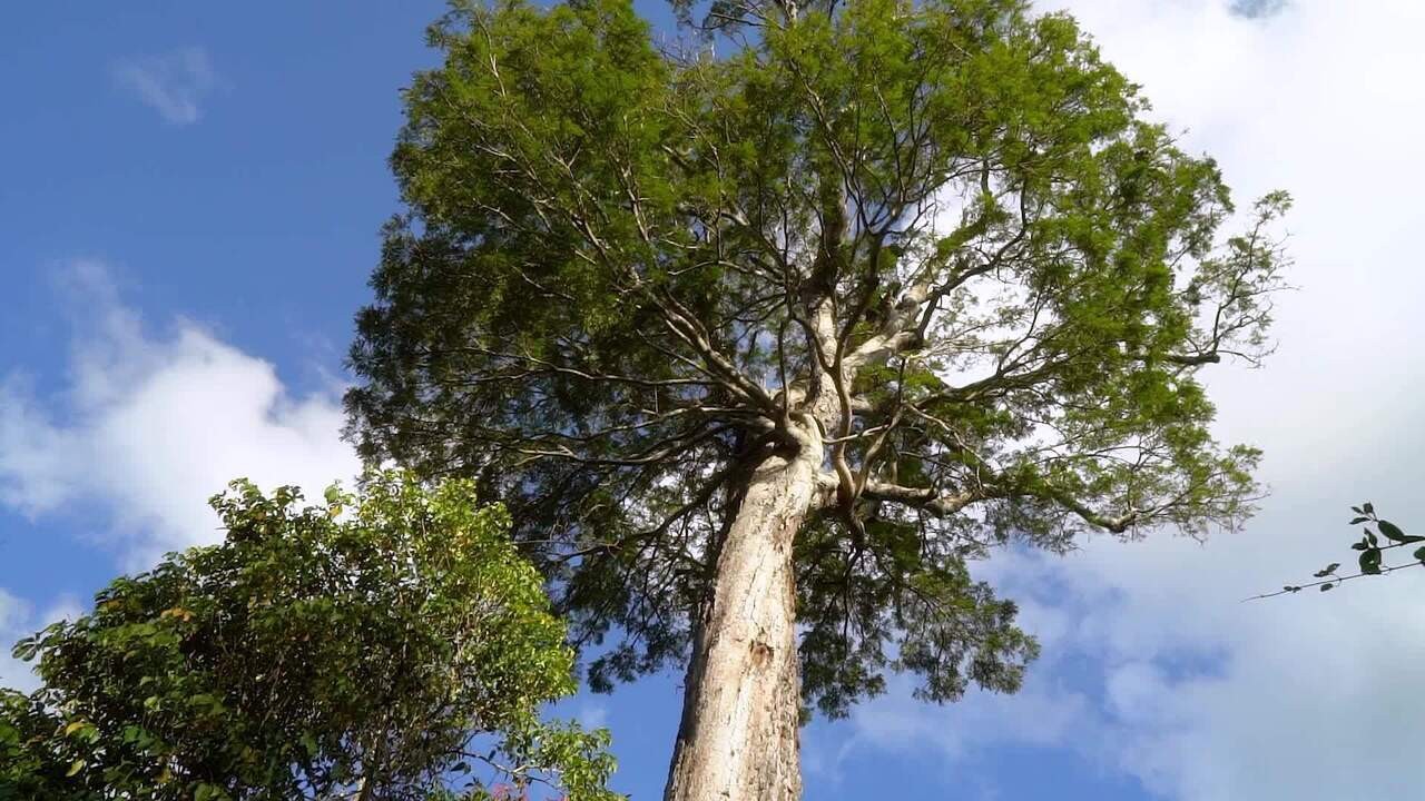 Reserva Natural como grande centro de conservação e pesquisa | Rede globo