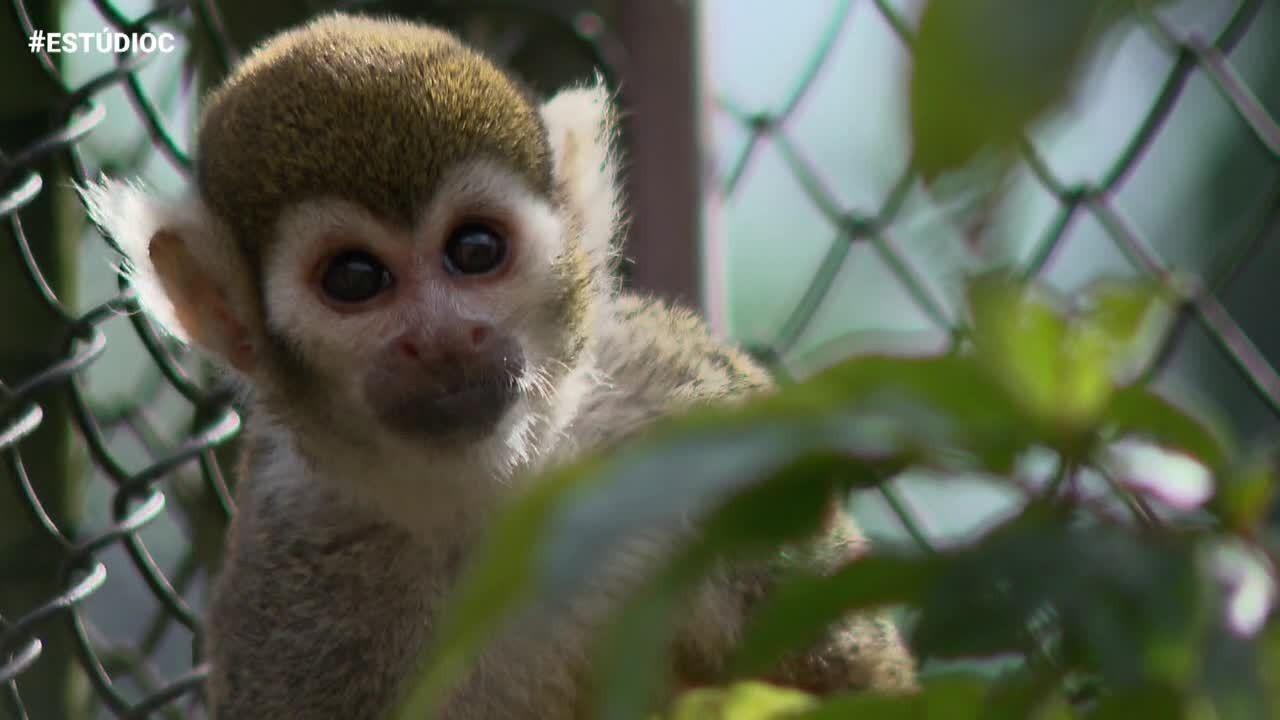 Vida animal no Paraná: conheça o zoológico de Curitiba e o Refúgio ...