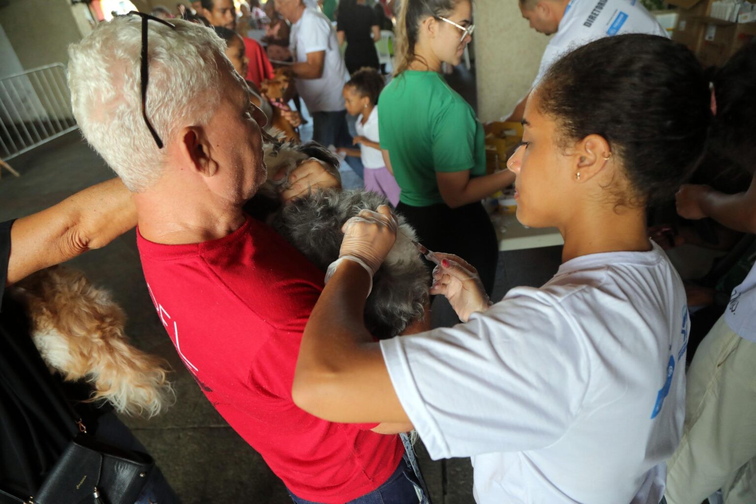 Cajazeiras recebe mutirão de vacina V10 gratuita para cães na próxima ...