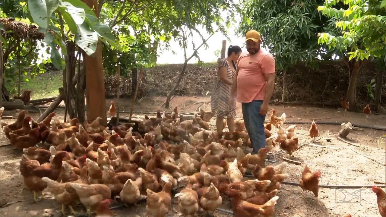 Mirante Rural mostra que criação de galinhas poedeiras muda vida de ...