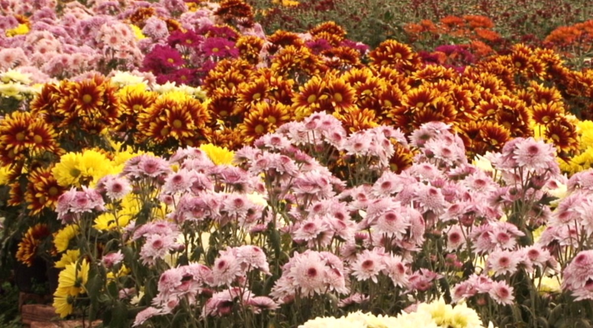 Flores, cores e sabores: conheça a cidade de Uniflor com o 'Plug'