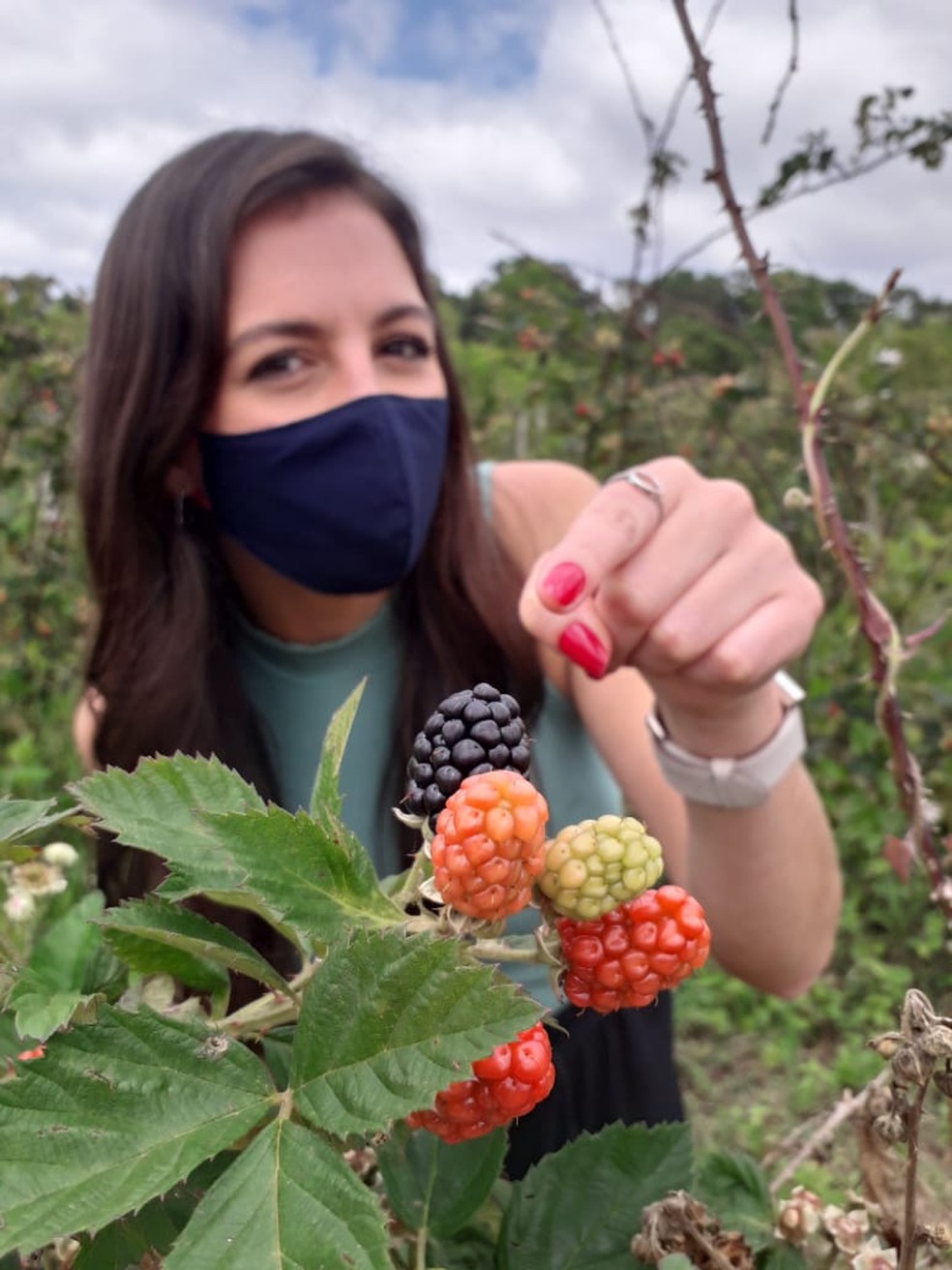 Uma Fruta De Amora Amora, A Fruta Poderosa Para Saúde Cardiovascular