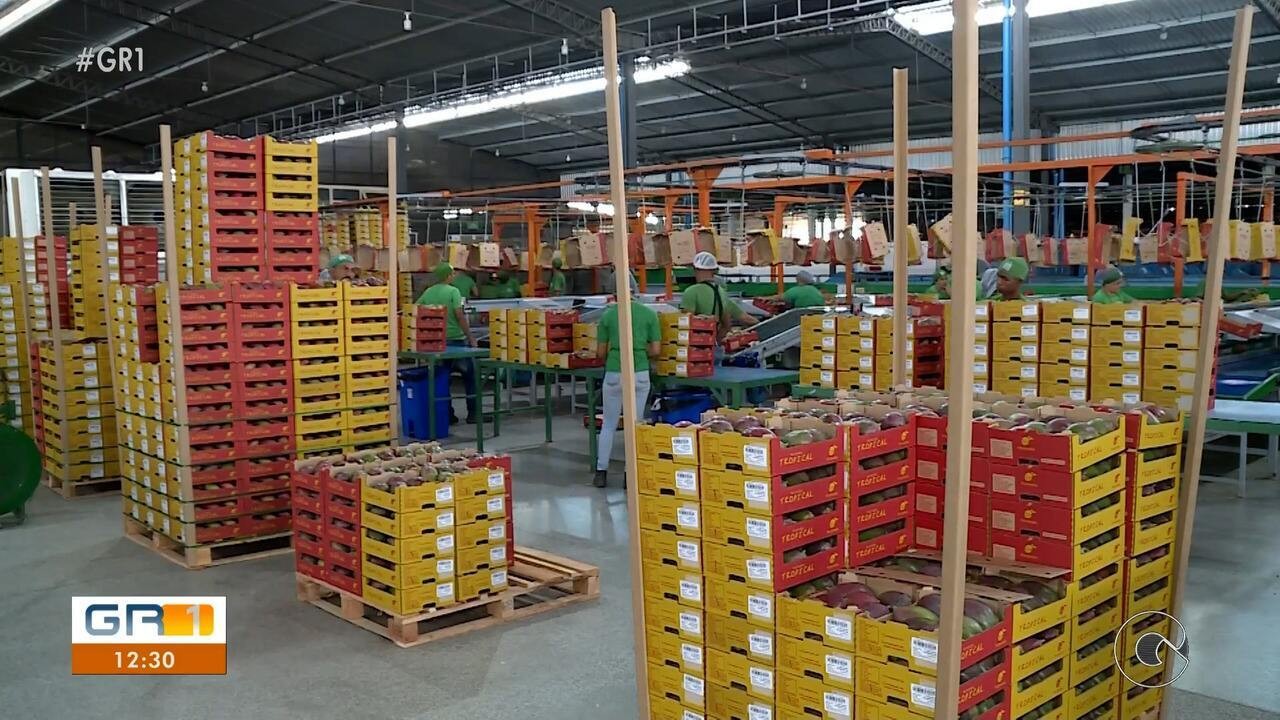 Reportagem especial TVGR mostra Pernambuco como estado que mais exportou manga e uva; assista na ...
