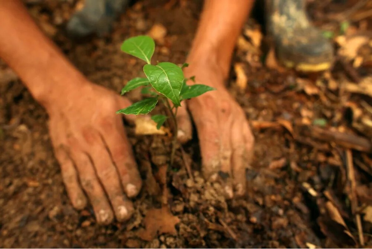 Conheça 5 iniciativas voltadas ao reflorestamento na Amazônia; saiba ...
