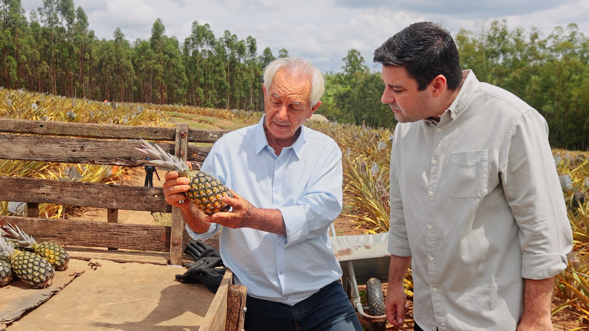 Produtor transforma teimosia em doçura e faz do abacaxi sua história de ...