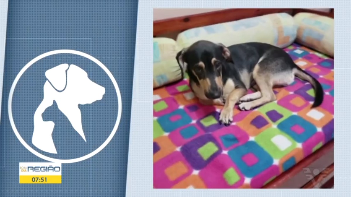 Quadro 'É o Bicho', da TV Tribuna, busca conscientizar sobre adoção e ...