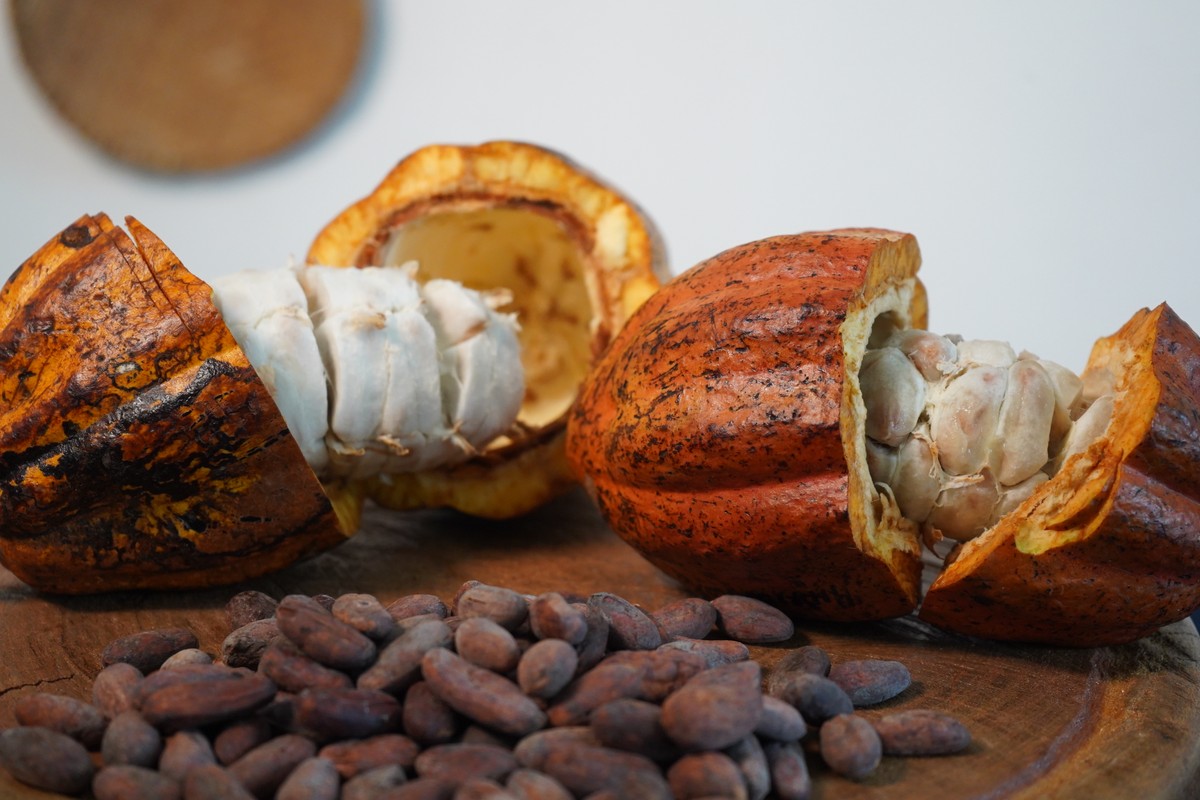 Já tem cacau em São Paulo! | EP Agro | Rede Globo