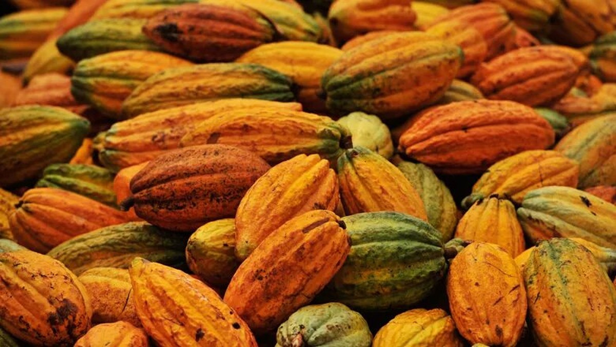 Dia do Cacau: como consumir esse fruto no dia a dia | Rede globo