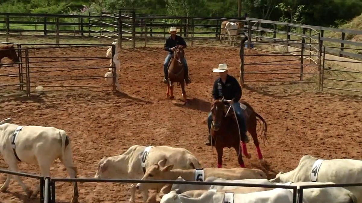 Programão deste sábado apresenta o 'Ranch Sorting', esporte que vem crescendo na região ...