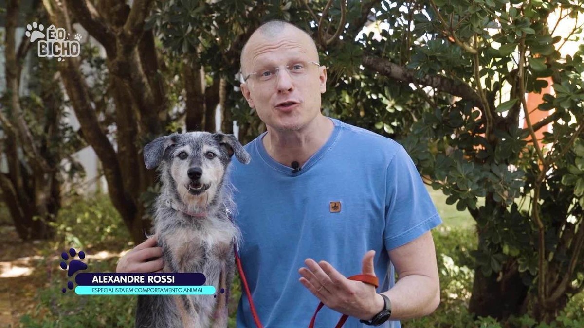 É o Bicho: assista ao último episódio da primeira temporada | TV ...