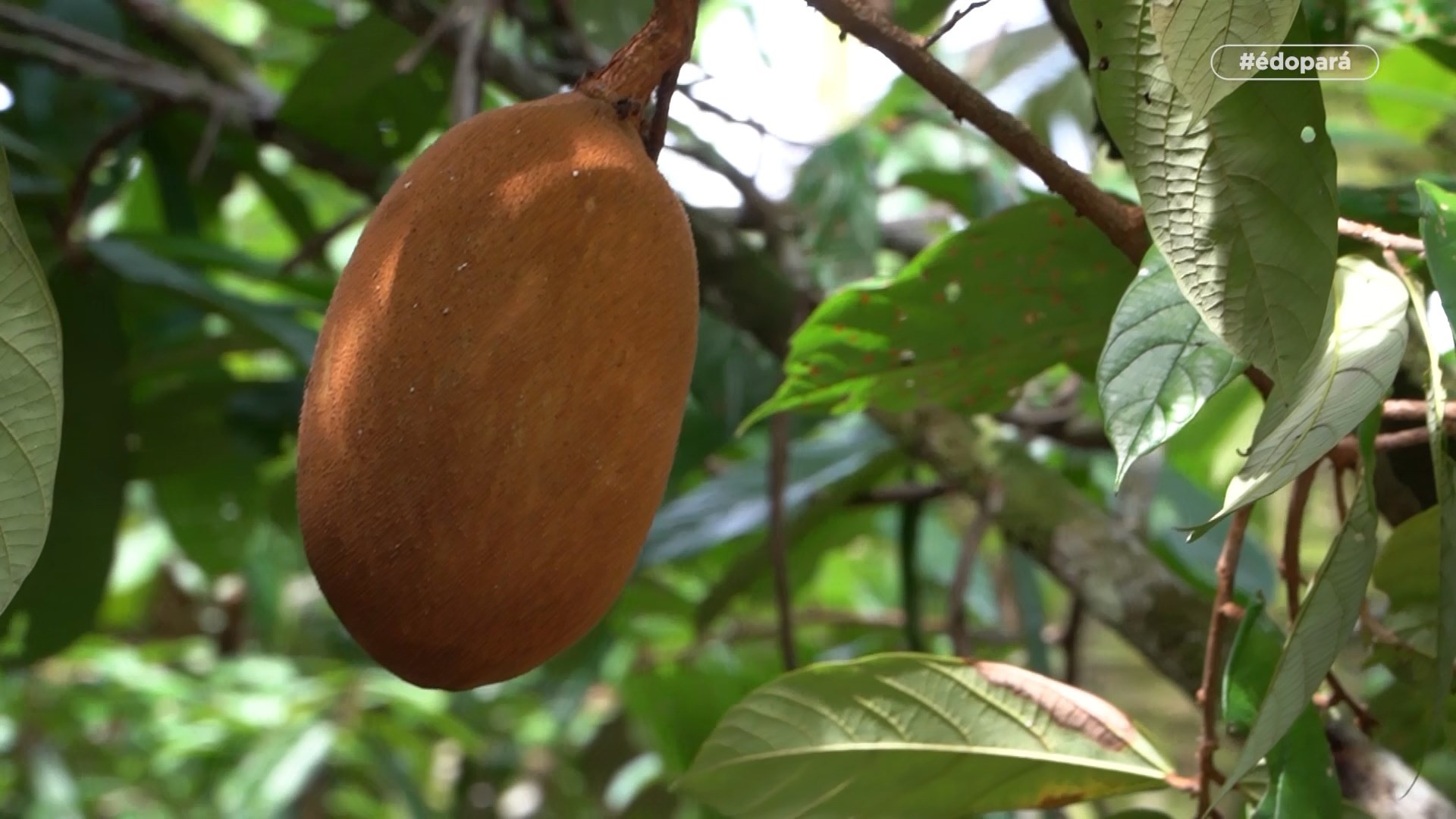 Da floresta à mesa: Cupuaçu, a fruta amazônica amada em todo lugar ...