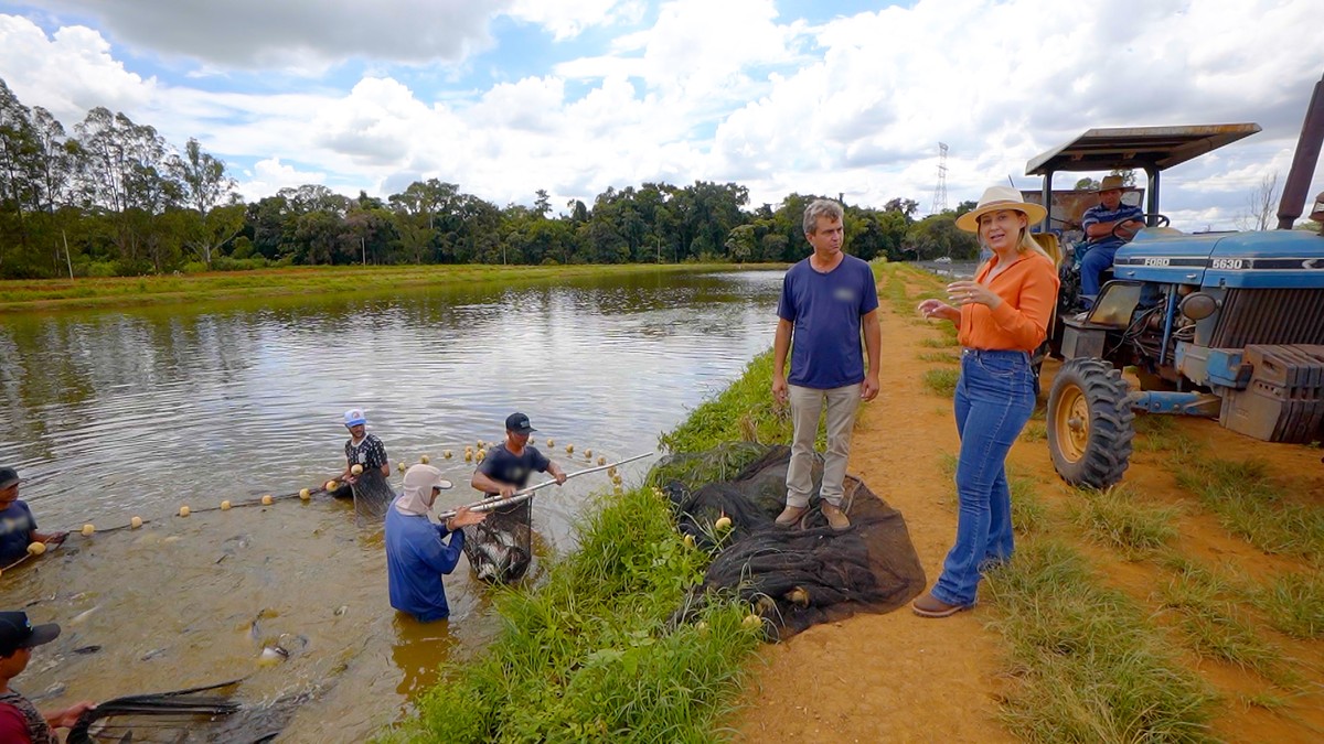 Pangasius: conheça o peixe mais rentável que a tilápia | EP Agro | Rede ...