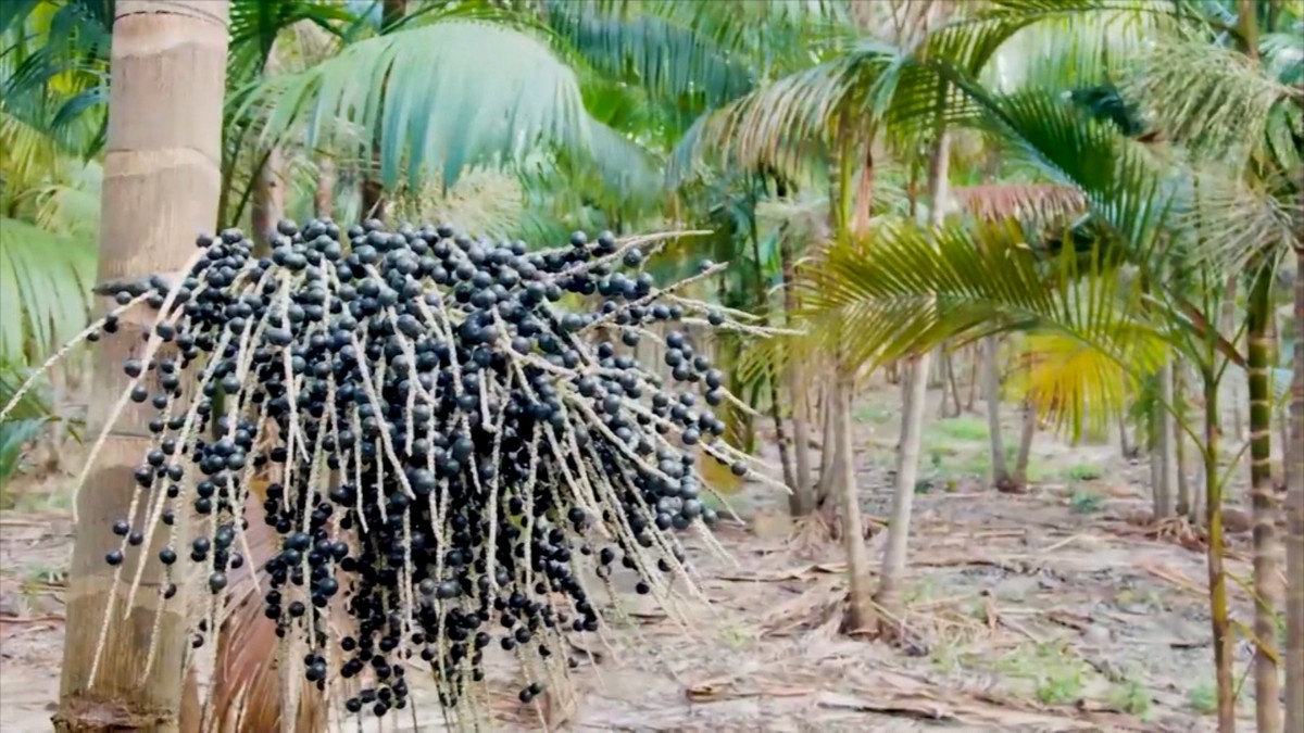 Mirante Rural destaca produção e técnicas de manejo de juçara no ...