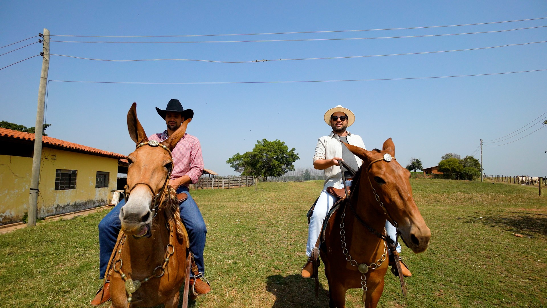 Tradição e paixão mantêm criação de mulas em plena atividade no Brasil ...