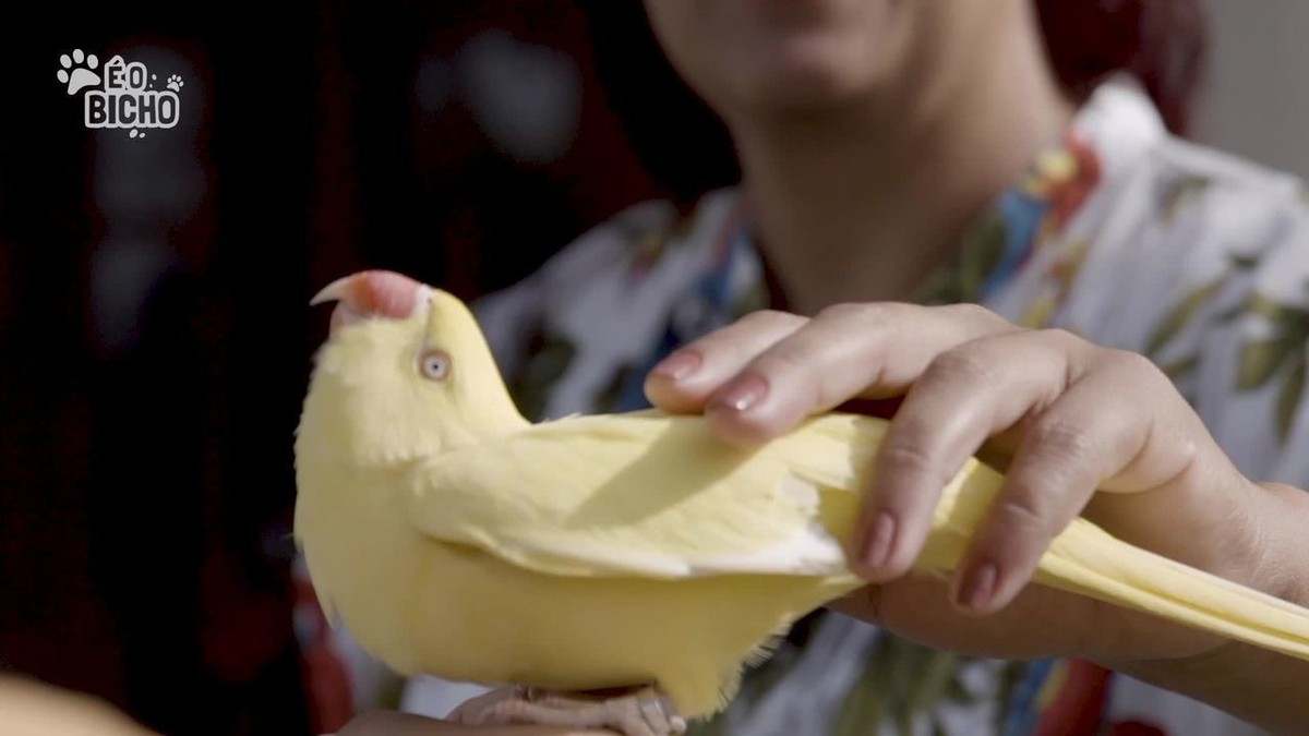 "É o Bicho": assista ao segundo episódio | TV Integração | Rede Globo