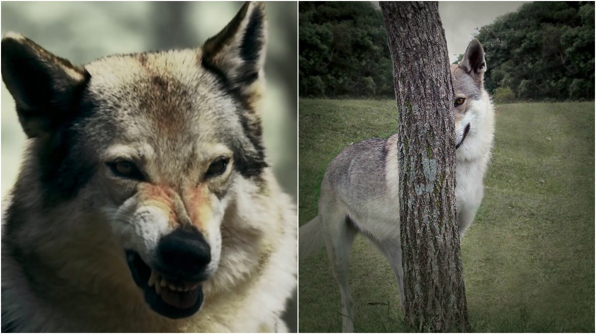 'Deus Salve o Rei': descubra como foi feita a cena do lobo que ...