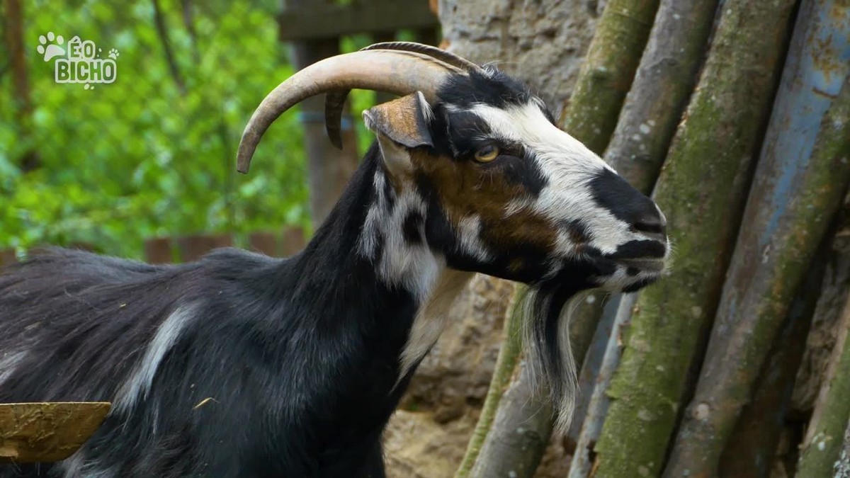 "É o Bicho": assista ao terceiro episódio do programa | TV Integração ...