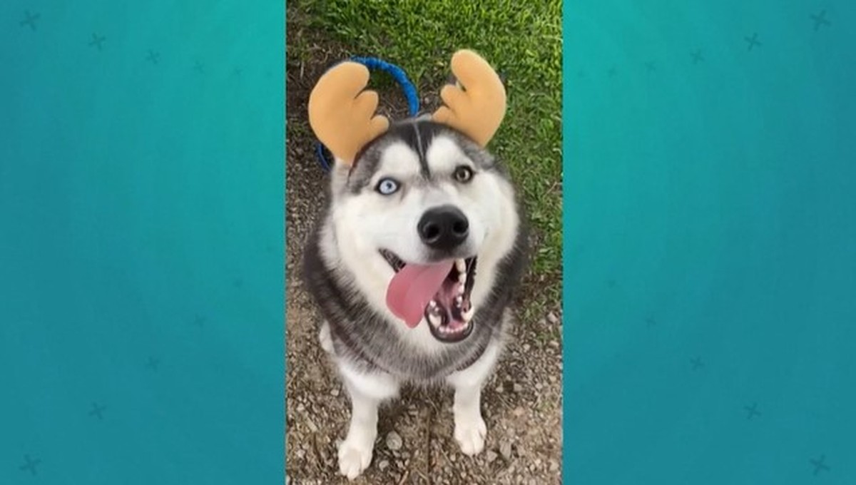 Gudan, o cachorro que tem milhões de seguidores nas redes sociais, é a ...