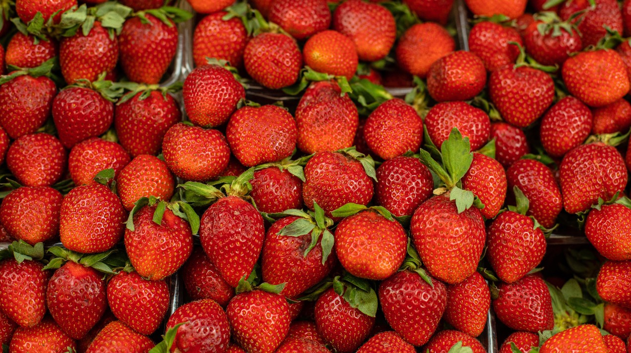 Paraná se tornou um dos maiores produtores de morangos do Brasil | Rede ...