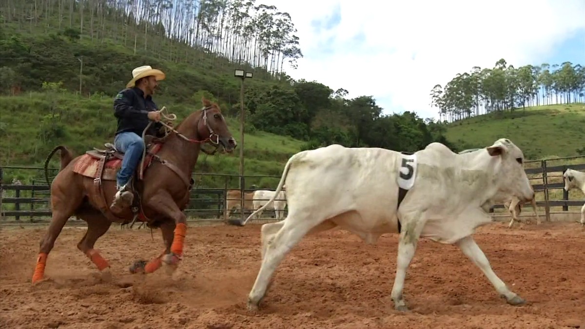 Conheça o 'ranch sorting', esporte equestre que vem crescendo na região ...