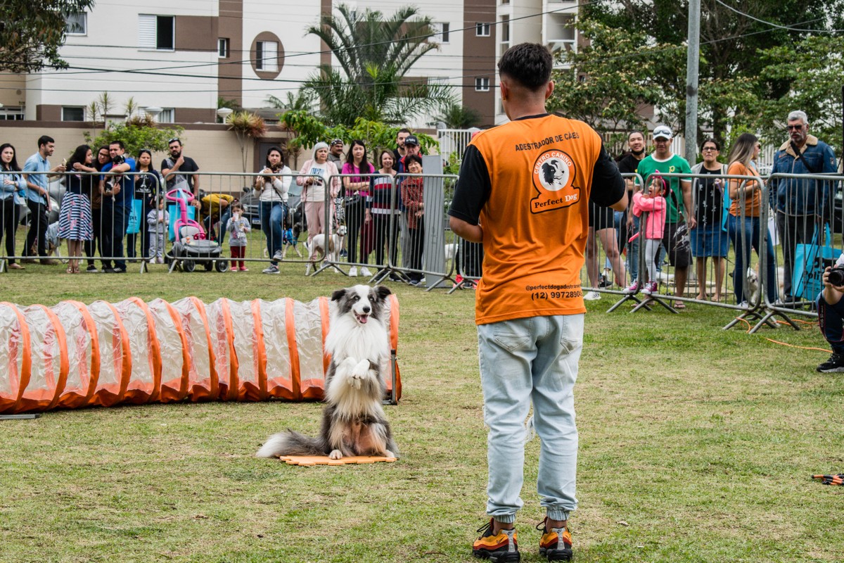 Cães mostram habilidade no Show Agility | Festcão 2023 | Rede Globo