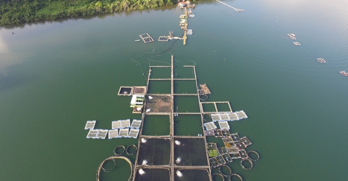 Tanque-rede ou escavado: qual a melhor opção para criação de tilápias ...