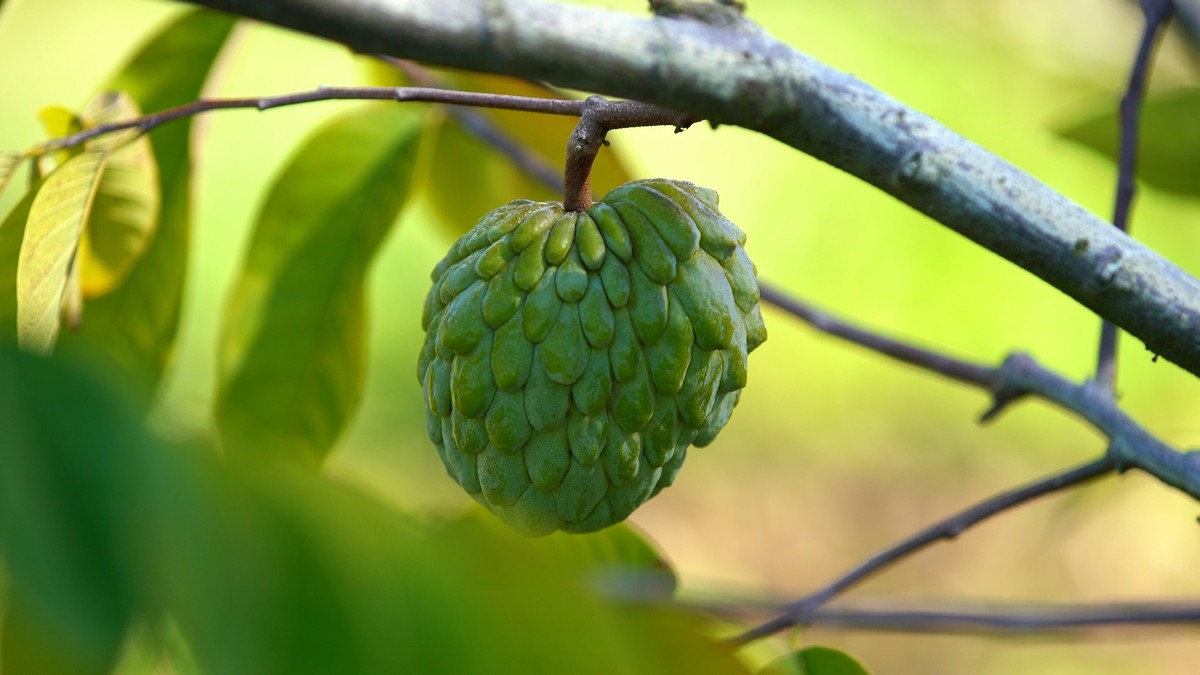 Atemoia: fruta é origem de cruzamento e tem conquistado espaço nos ...