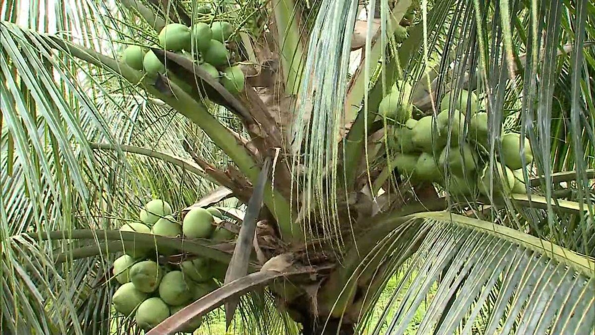 Mirante Rural destaca a expansão da produção de coco verde em São Luís ...