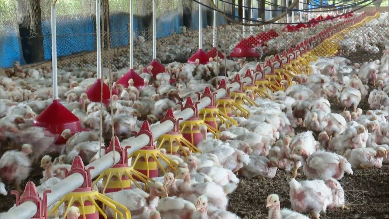 Mirante Rural mostra que produção de frango aumenta nas granjas do MA ...