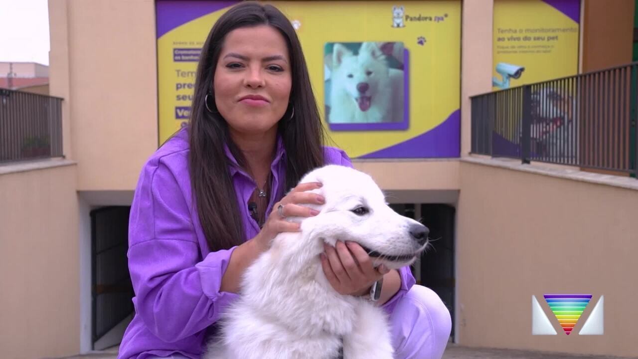 Pandora Pet Spa: O primeiro Pet Spa de alto padrão de São José | Rede globo