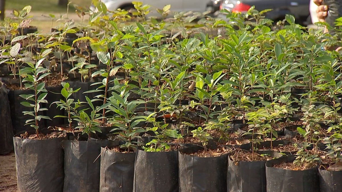 Drive-thru TEM Mais Verde acontece em Votorantim no dia 5 de dezembro ...