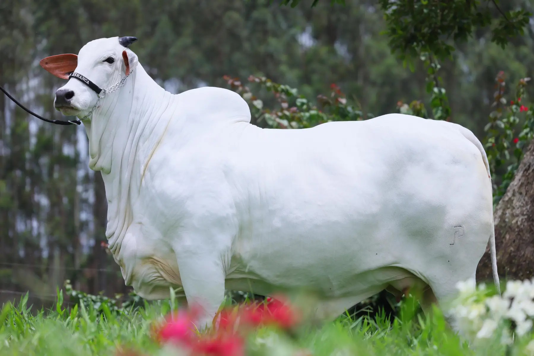 Vaca mais cara do mundo é comprada por R$24 milhões em leilão | Rede globo