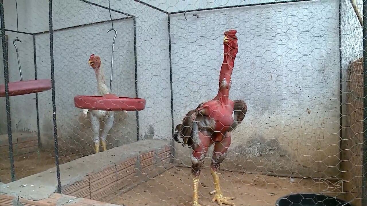 Mirante Rural mostra o crescimento da criação de galo índio gigante no ...